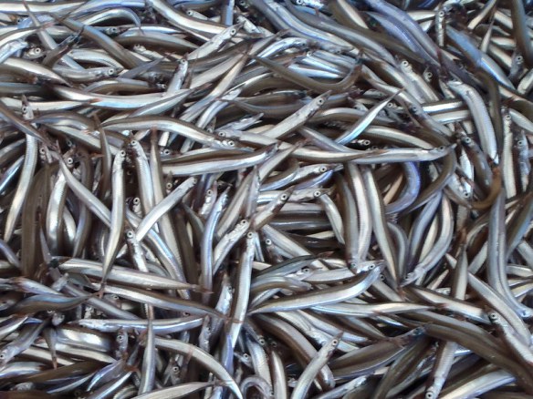 Peix de temporada | HISTÒRIESDEMAR